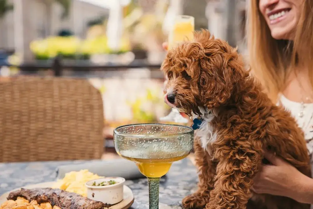 Restaurante Pet Friendly: Com cardápio especial para Pets